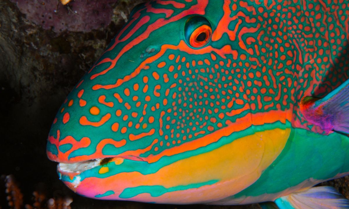 Tout savoir sur le poisson perroquet ~ La vie en république dominicaine